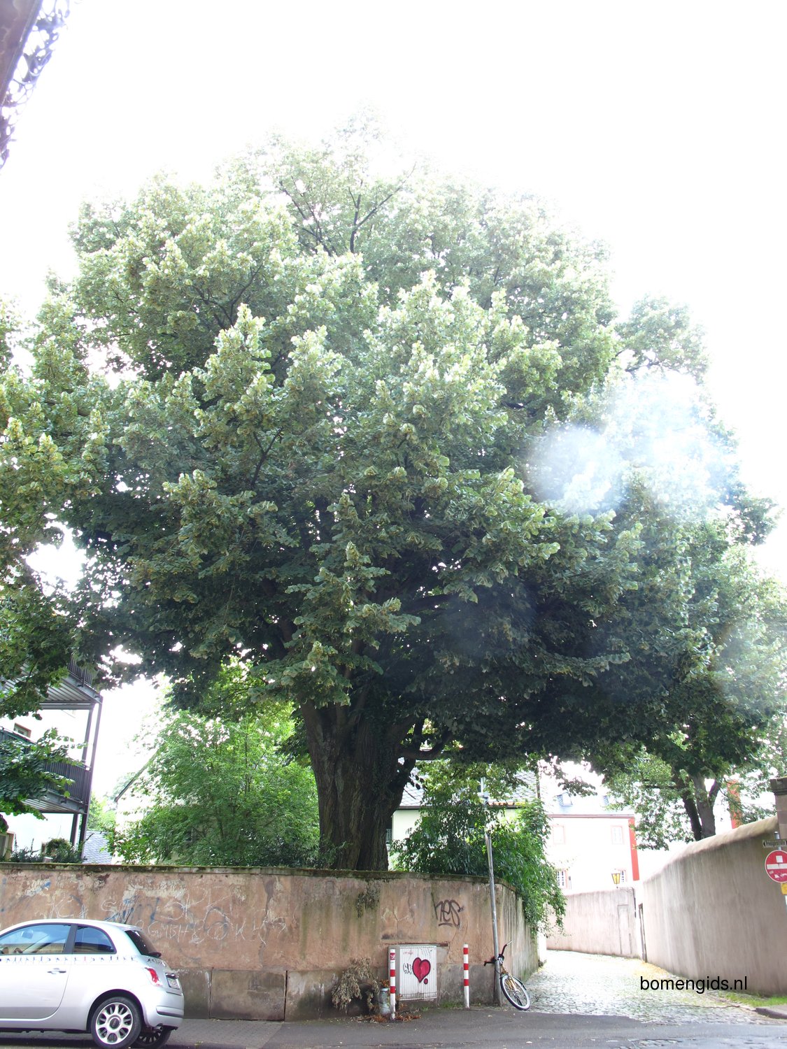 Herken de boomsoort NL: Zilverlinde; Latin: Tilia tomentosa; UK: Silver ...