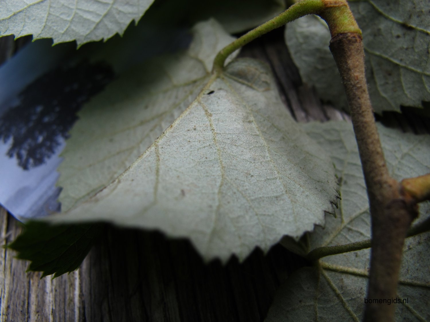 Herken de boomsoort NL: Zilverlinde; Latin: Tilia tomentosa; UK: Silver ...