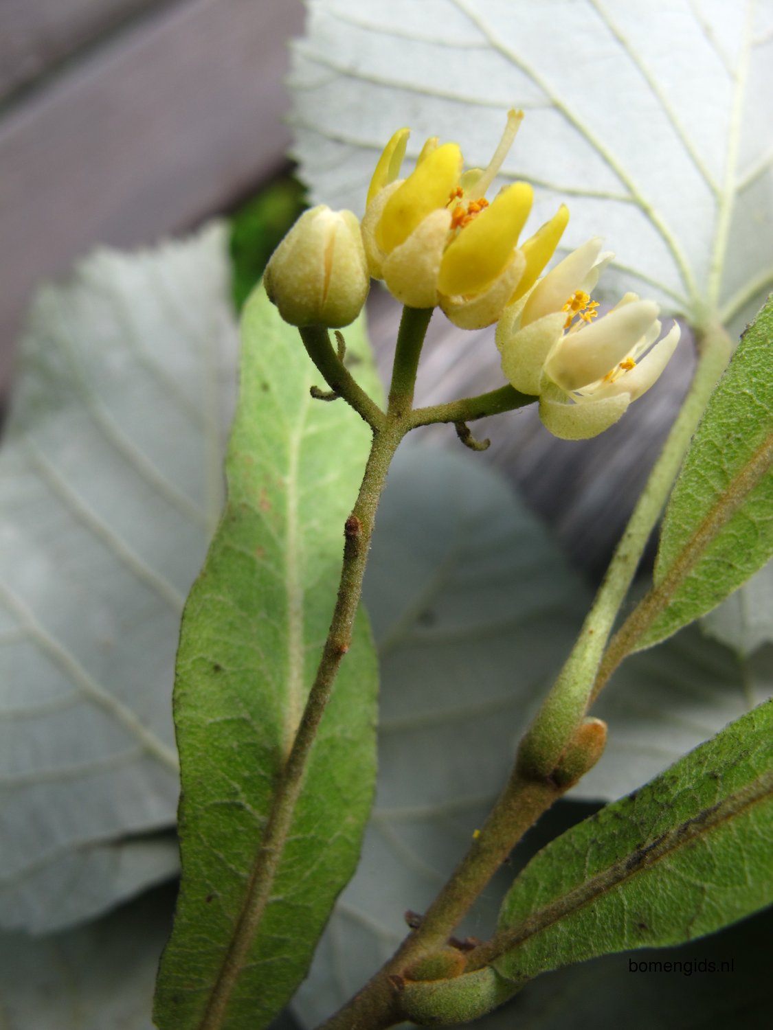 Herken de boomsoort NL: Zilverlinde; Latin: Tilia tomentosa; UK: Silver ...