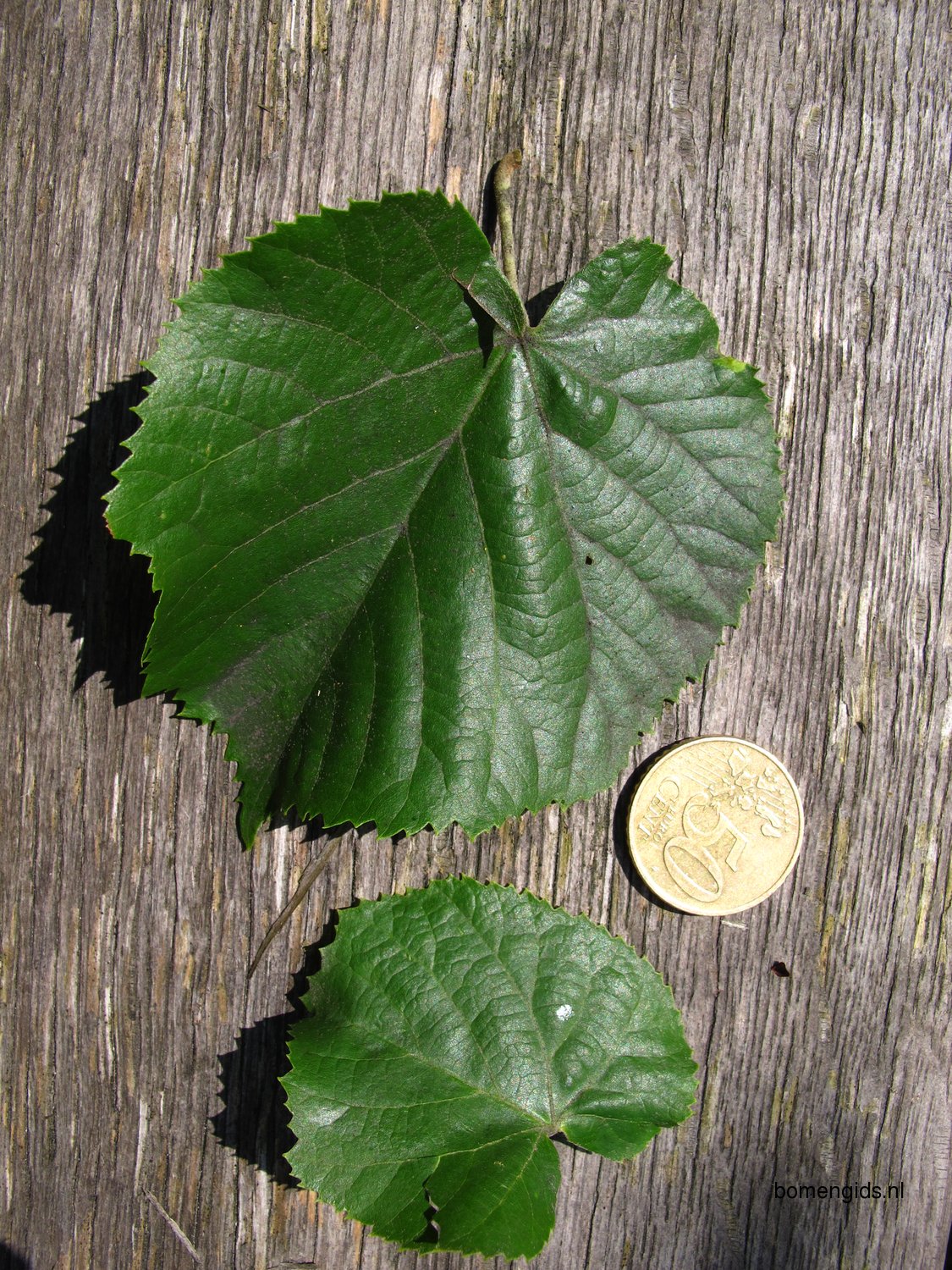 Herken de boomsoort NL: Zilverlinde; Latin: Tilia tomentosa; UK: Silver ...