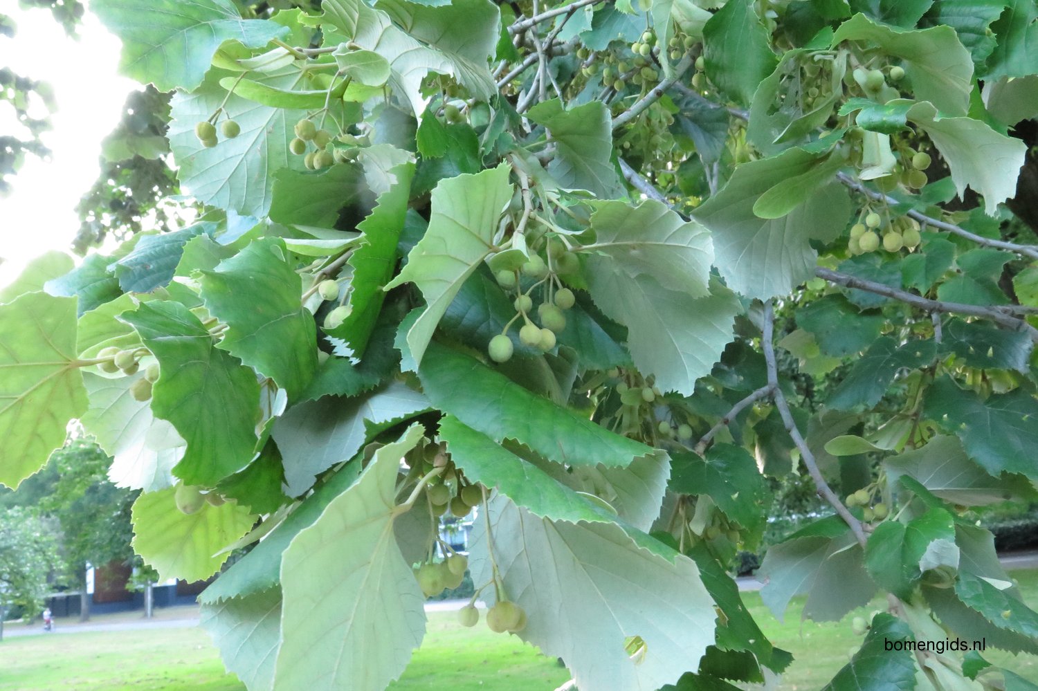 Herken de boomsoort NL: Zilverlinde; Latin: Tilia tomentosa; UK: Silver ...