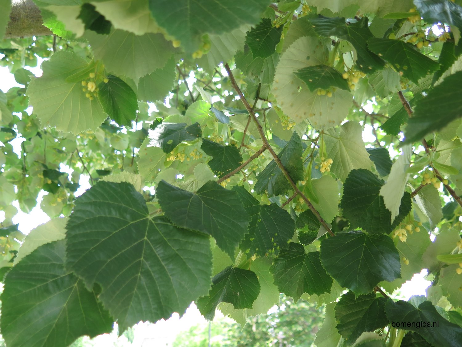 Herken de boomsoort NL: Zilverlinde; Latin: Tilia tomentosa; UK: Silver ...