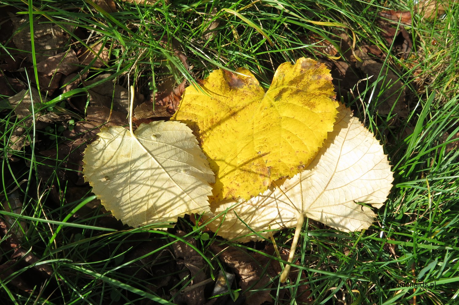 Boomsoorten die horen bij lindenfamilie