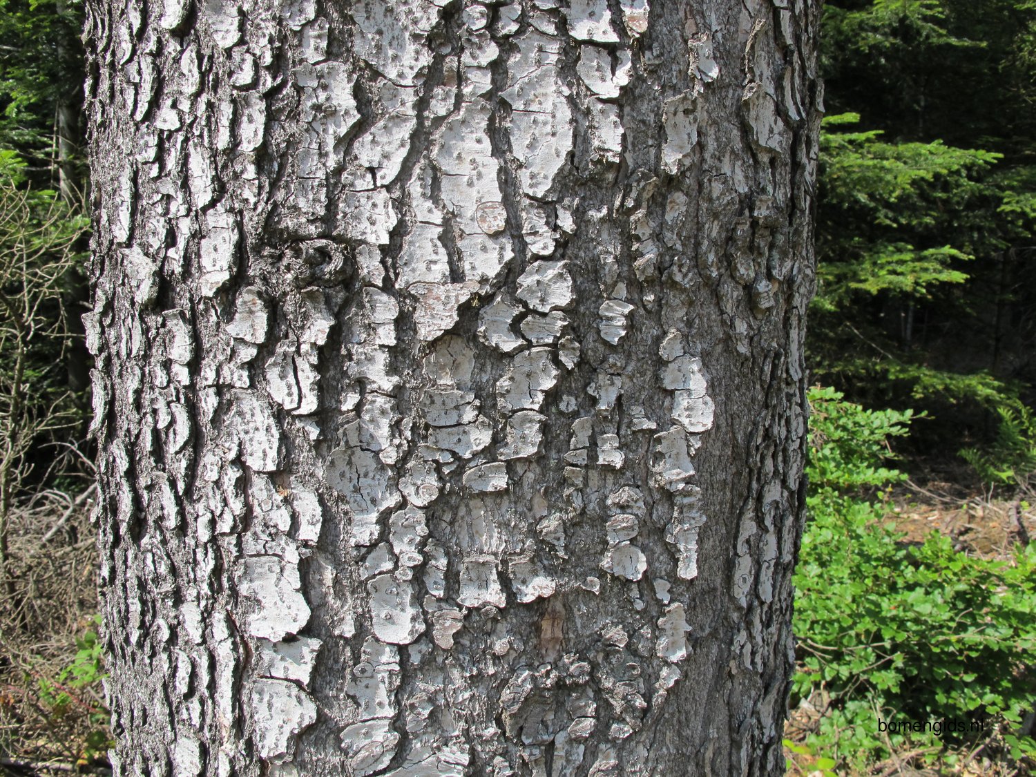 Herken de boomsoort NL: Zilverspar; Latin: Abies alba; UK: Silver fir ...
