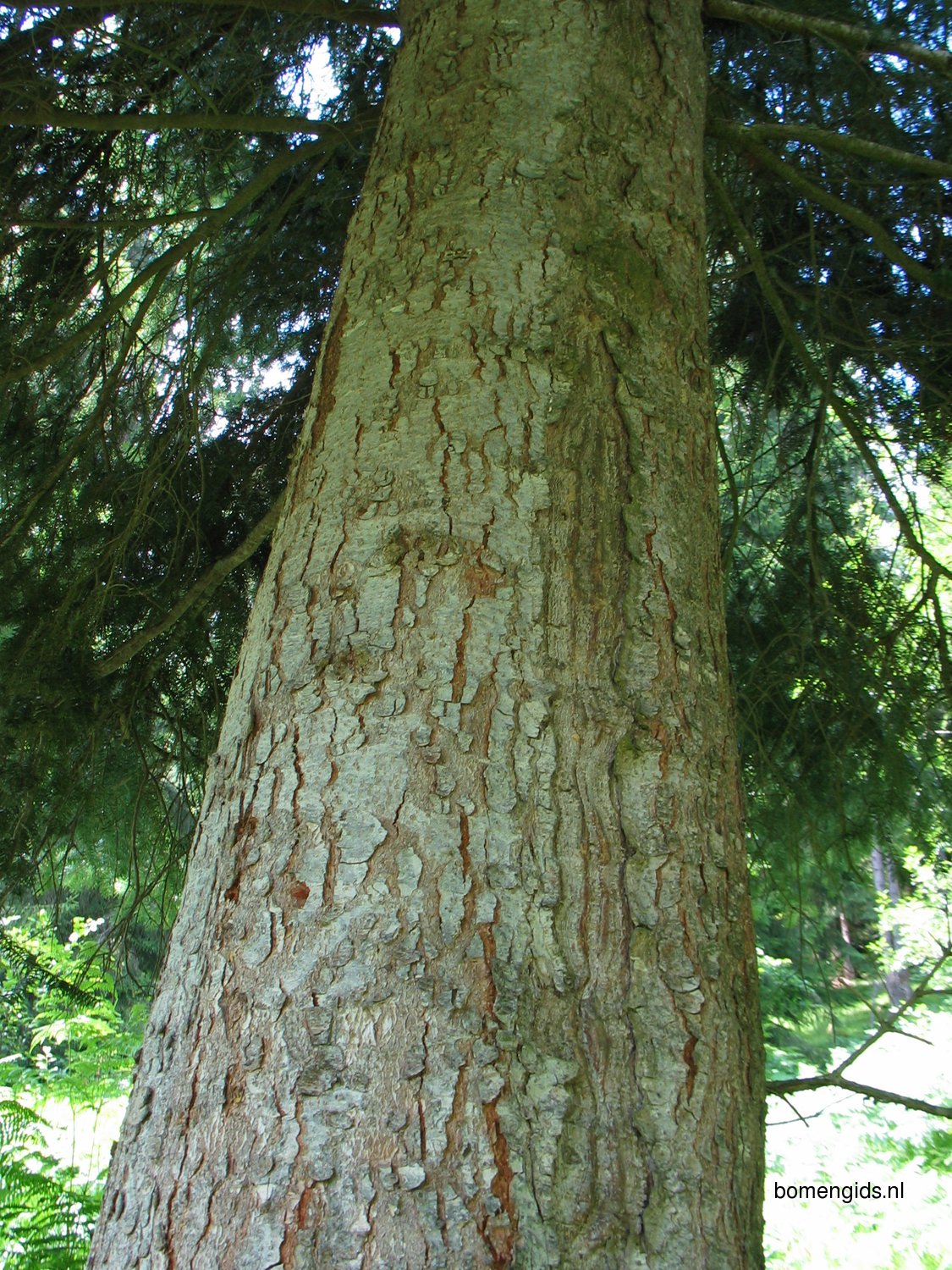 Herken de boomsoort NL: Zilverspar; Latin: Abies alba; UK: Silver fir ...