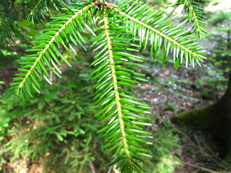 Herken de boomsoort NL: Zilverspar; Latin: Abies alba; UK: Silver fir ...