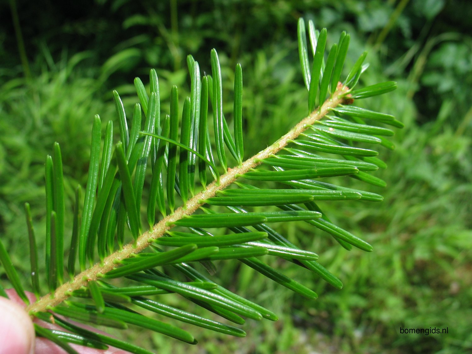 Herken de boomsoort NL: Zilverspar; Latin: Abies alba; UK: Silver fir ...