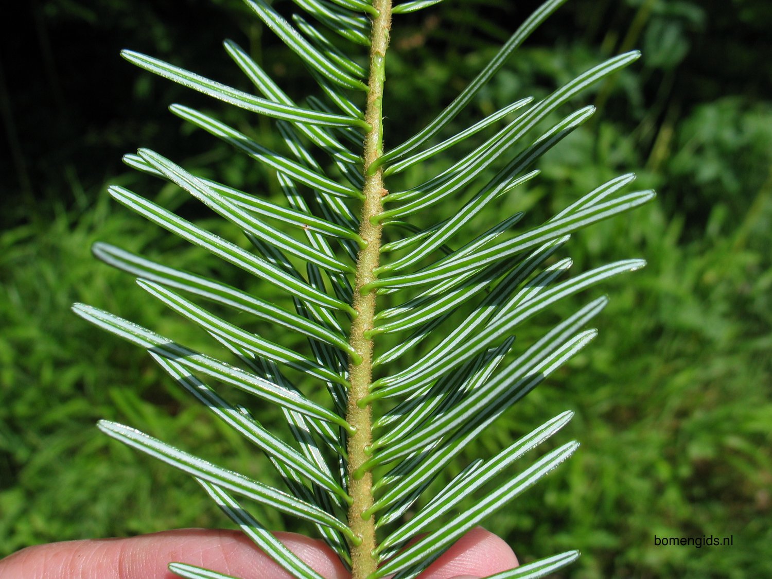 Herken de boomsoort NL: Zilverspar; Latin: Abies alba; UK: Silver fir ...