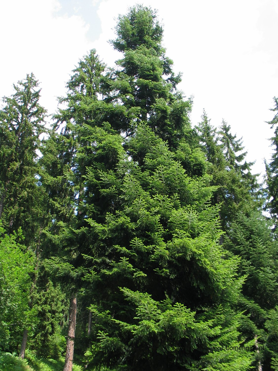 Herken de boomsoort NL: Zilverspar; Latin: Abies alba; UK: Silver fir ...