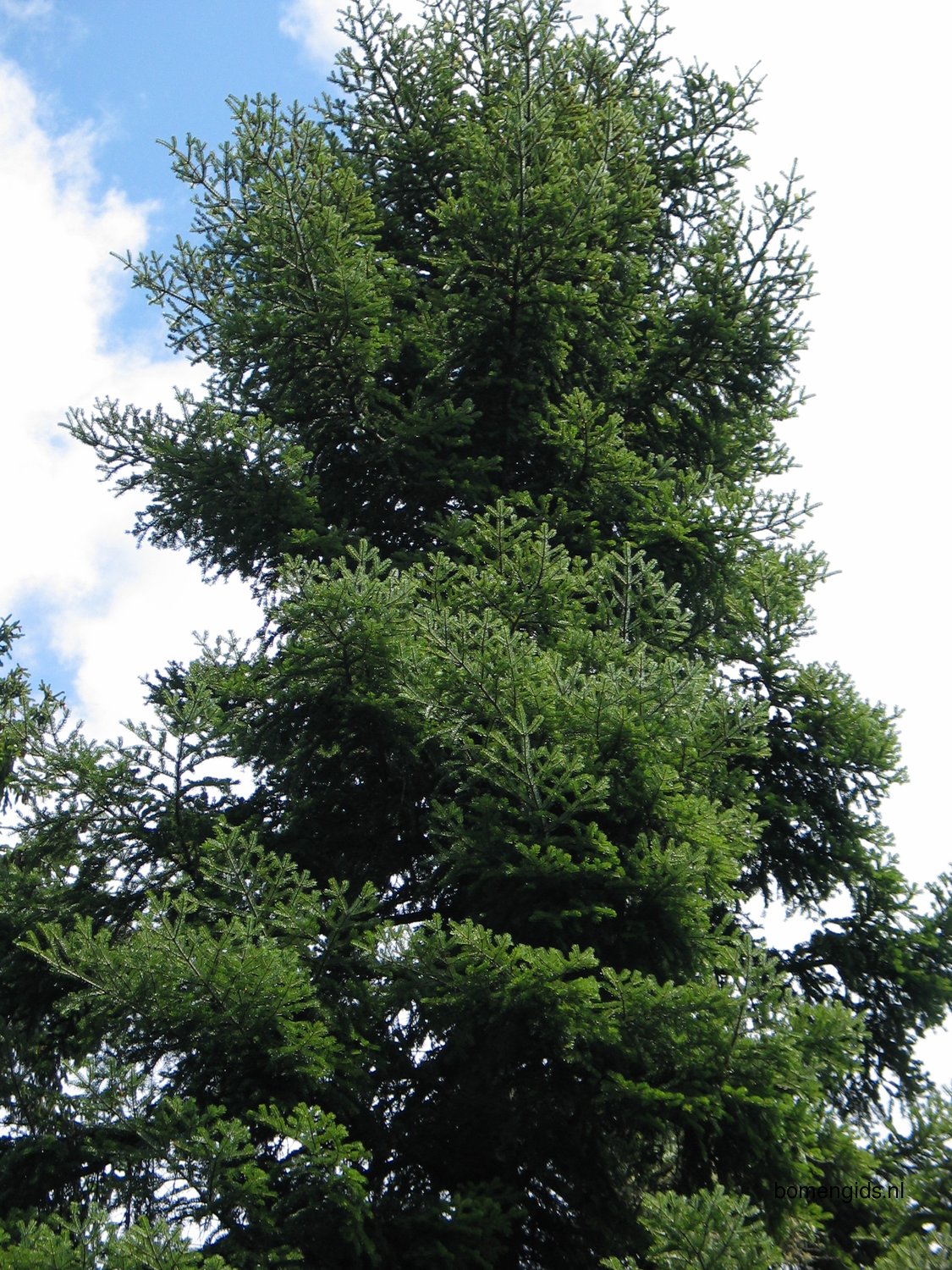 Herken de boomsoort NL: Zilverspar; Latin: Abies alba; UK: Silver fir ...