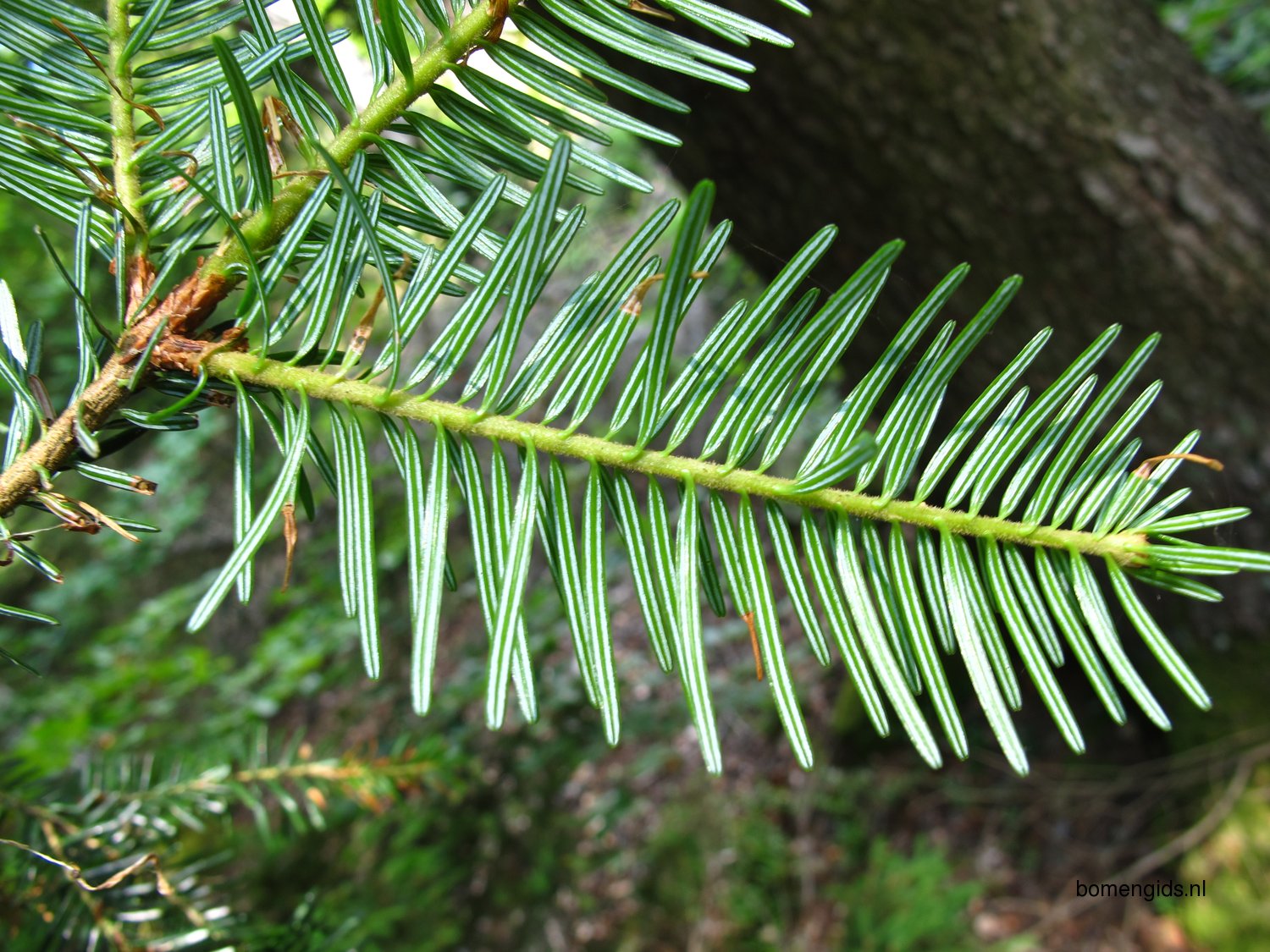 Herken de boomsoort NL: Zilverspar; Latin: Abies alba; UK: Silver fir ...