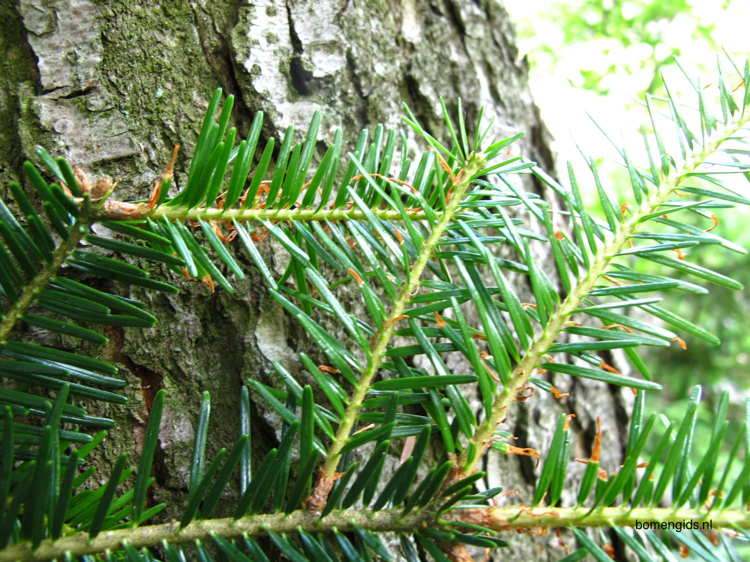 Herken de boomsoort NL: Zilverspar; Latin: Abies alba; UK: Silver fir ...