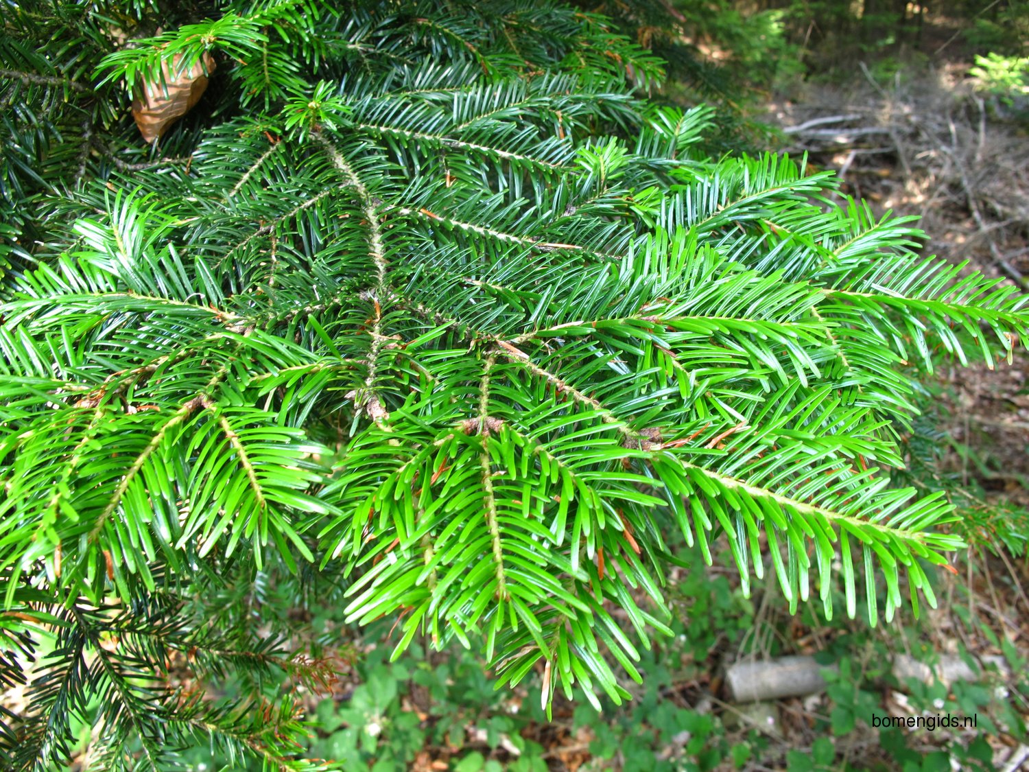 Herken de boomsoort NL: Zilverspar; Latin: Abies alba; UK: Silver fir ...