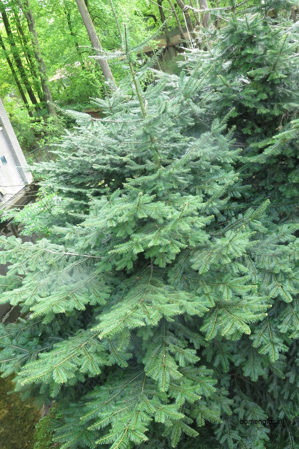 Herken de boomsoort NL: Zilverspar; Latin: Abies alba; UK: Silver fir ...