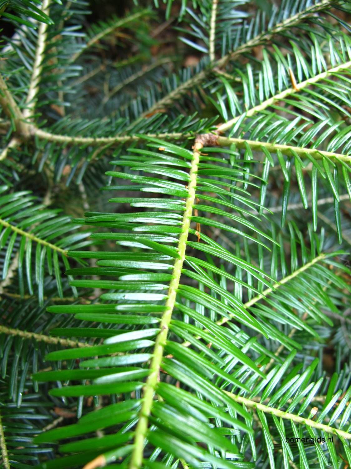 Herken de boomsoort NL: Zilverspar; Latin: Abies alba; UK: Silver fir ...