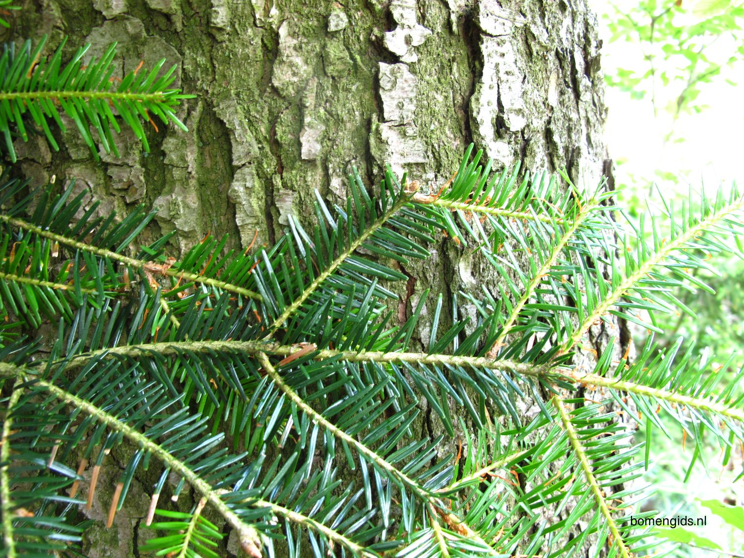 Herken de boomsoort NL: Zilverspar; Latin: Abies alba; UK: Silver fir ...