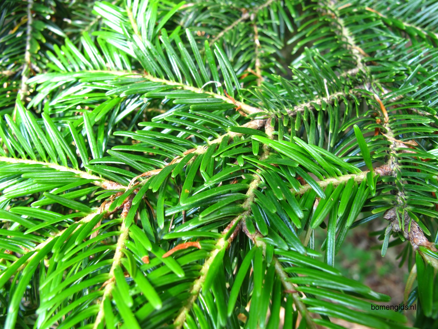 Herken de boomsoort NL: Zilverspar; Latin: Abies alba; UK: Silver fir ...