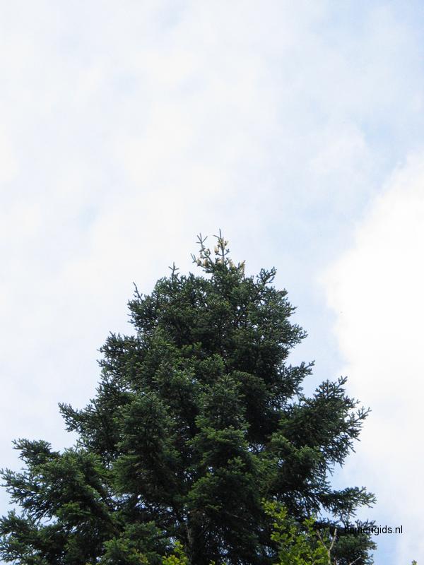 Herken de boomsoort NL: Zilverspar; Latin: Abies alba; UK: Silver fir ...