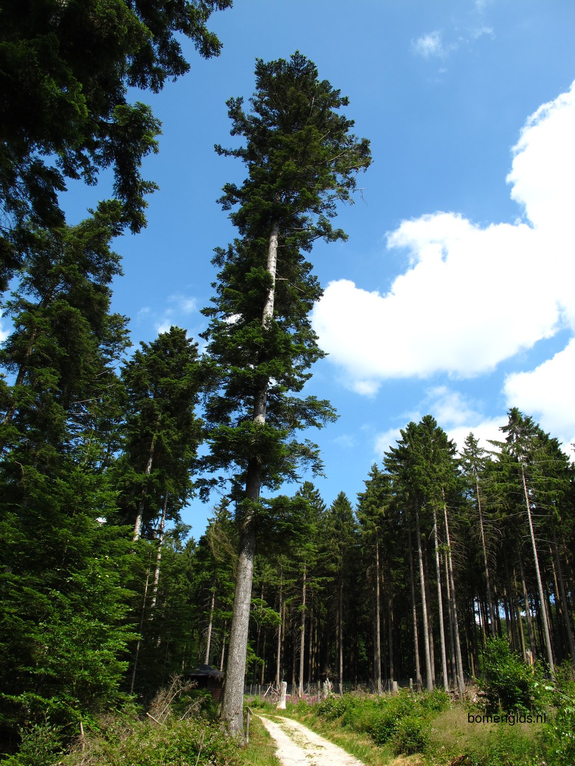 Herken de boomsoort NL: Zilverspar; Latin: Abies alba; UK: Silver fir ...