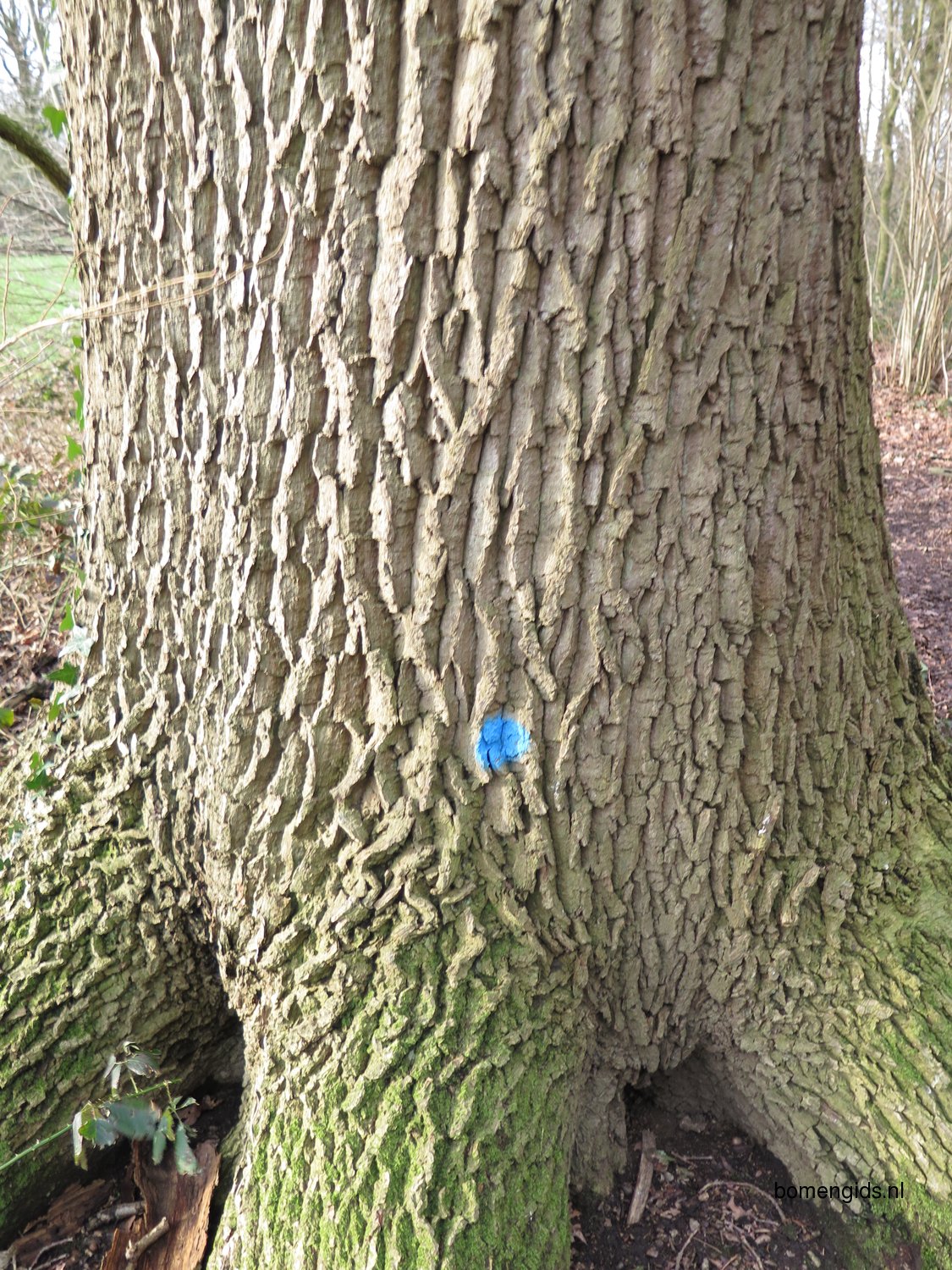 Herken de boomsoort NL: Zomereik; Latin: Quercus robur; UK: English oak ...