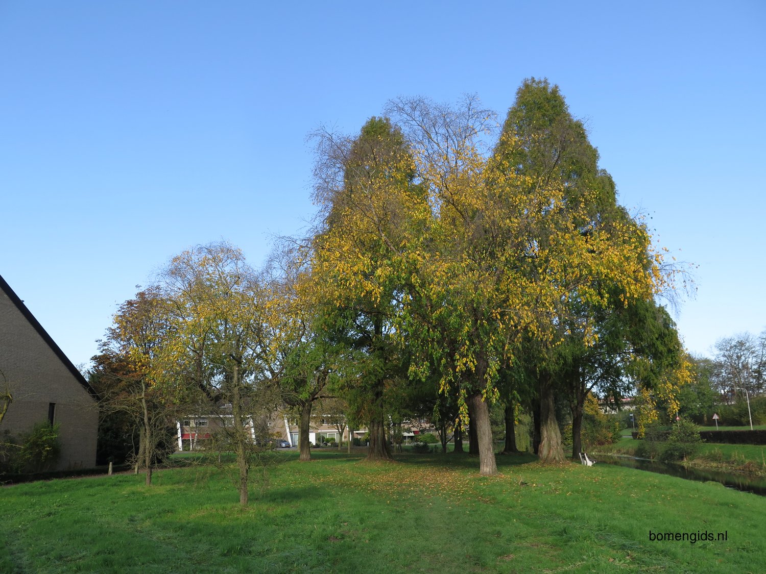 Boomsoorten die horen bij berkfamilie