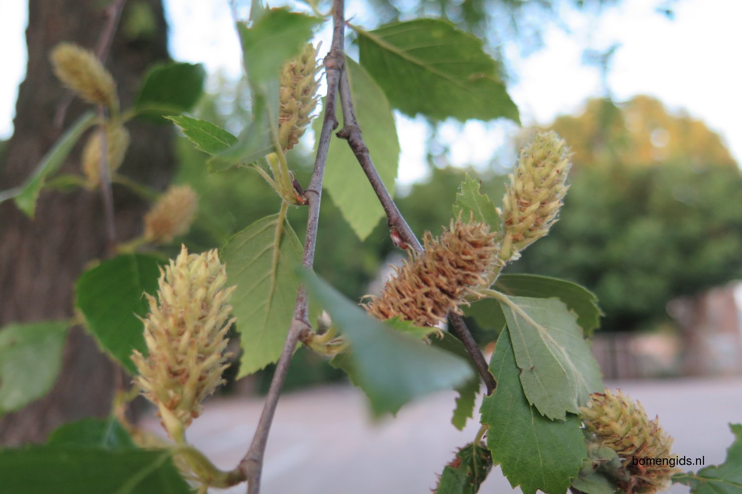 Boomsoorten die horen bij berkfamilie