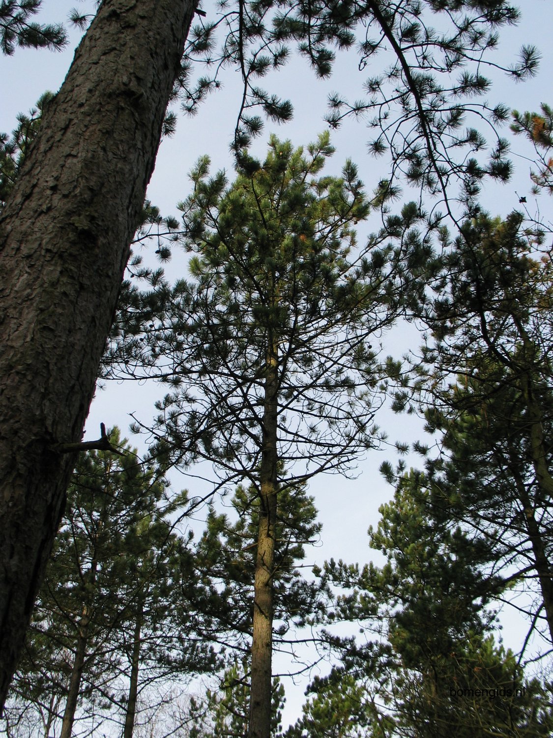 Boomsoorten die horen bij dennen