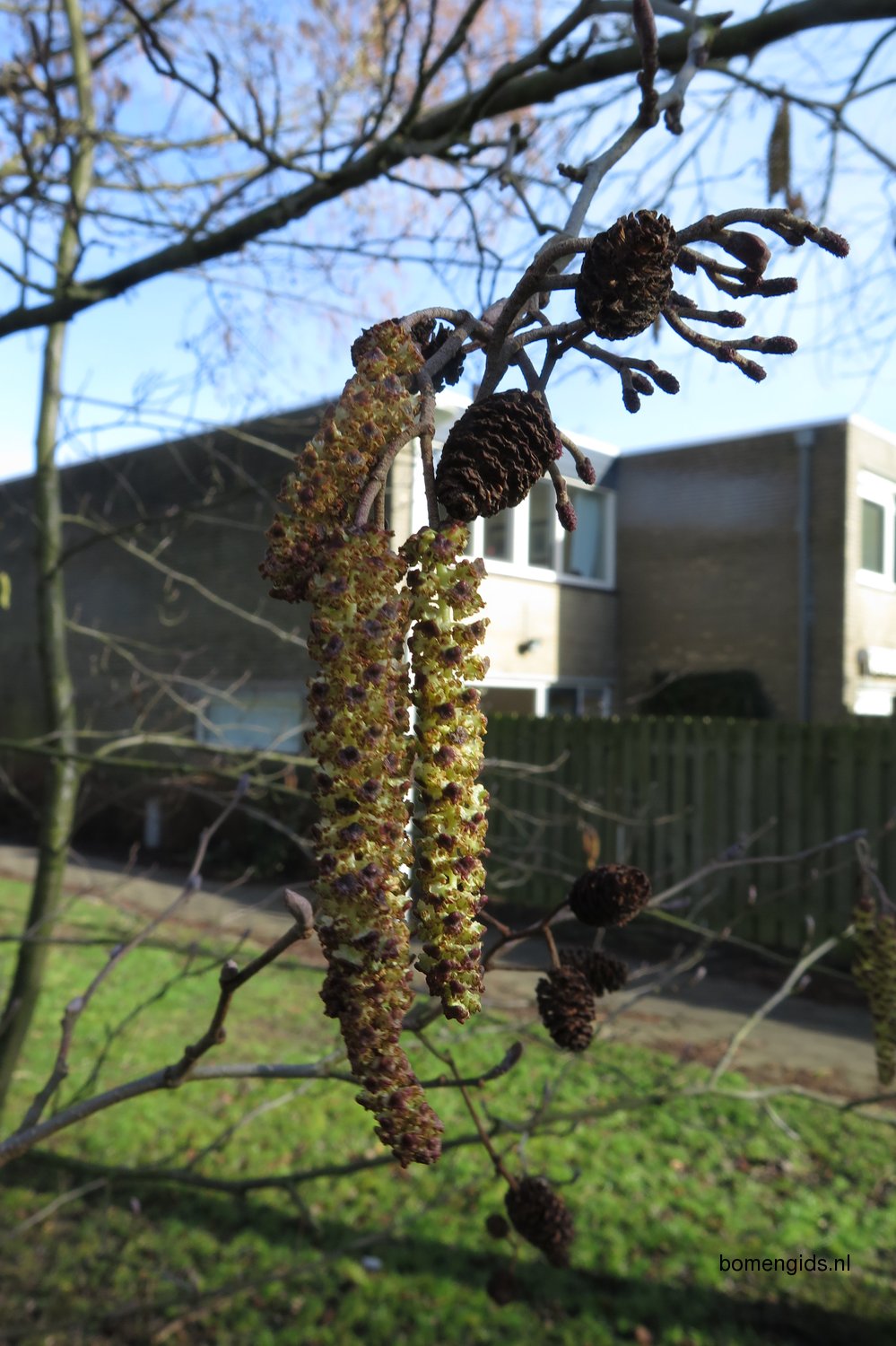 Herken de boomsoort NL: Zwarte els; Latin: Alnus glutinosa; UK: Common ...