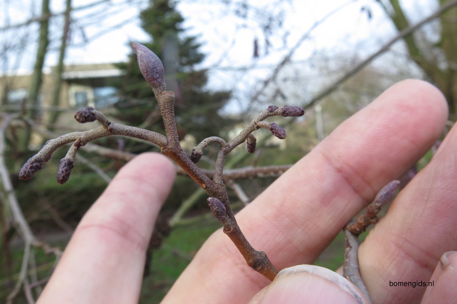 Herken de boomsoort NL: Zwarte els; Latin: Alnus glutinosa; UK: Common ...