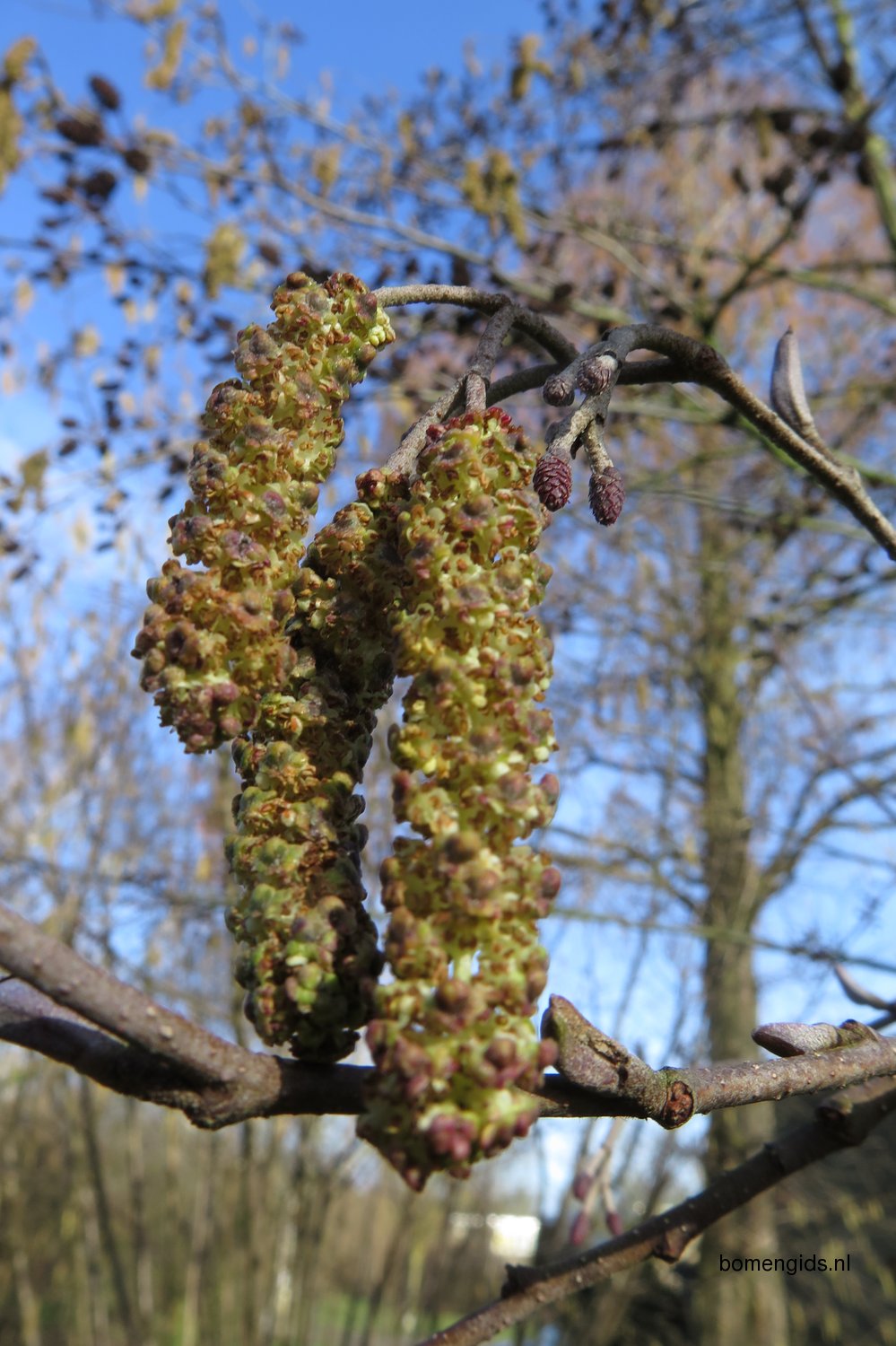 Herken de boomsoort NL: Zwarte els; Latin: Alnus glutinosa; UK: Common ...