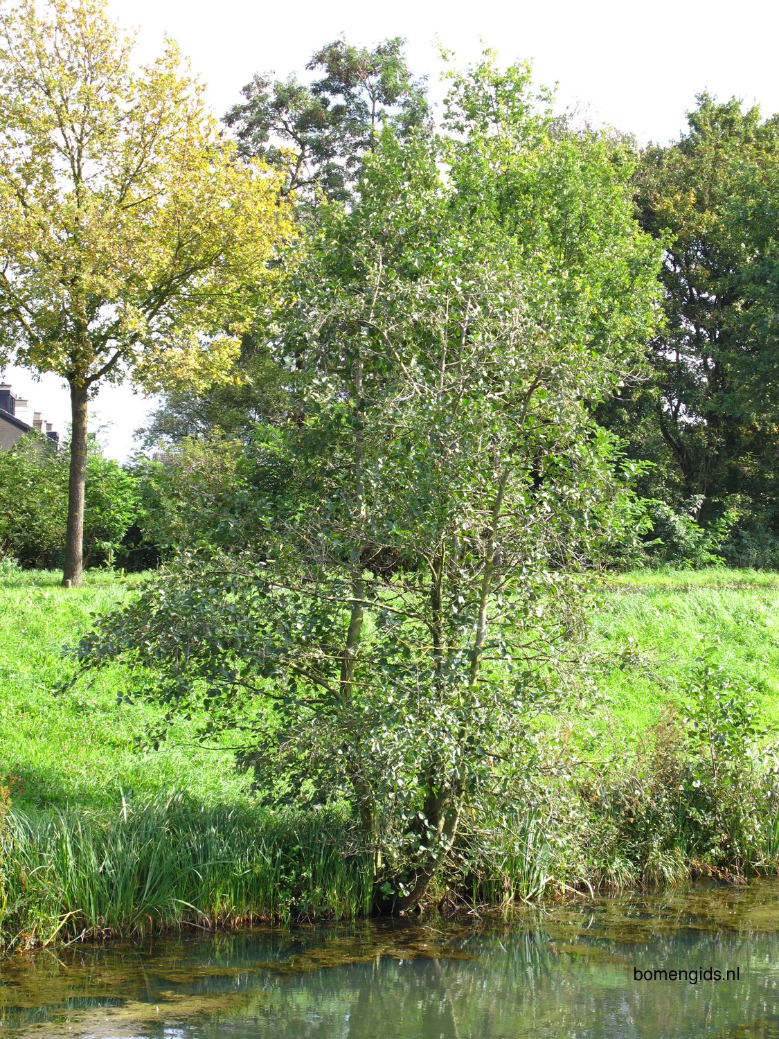 Herken de boomsoort NL: Zwarte els; Latin: Alnus glutinosa; UK: Common ...