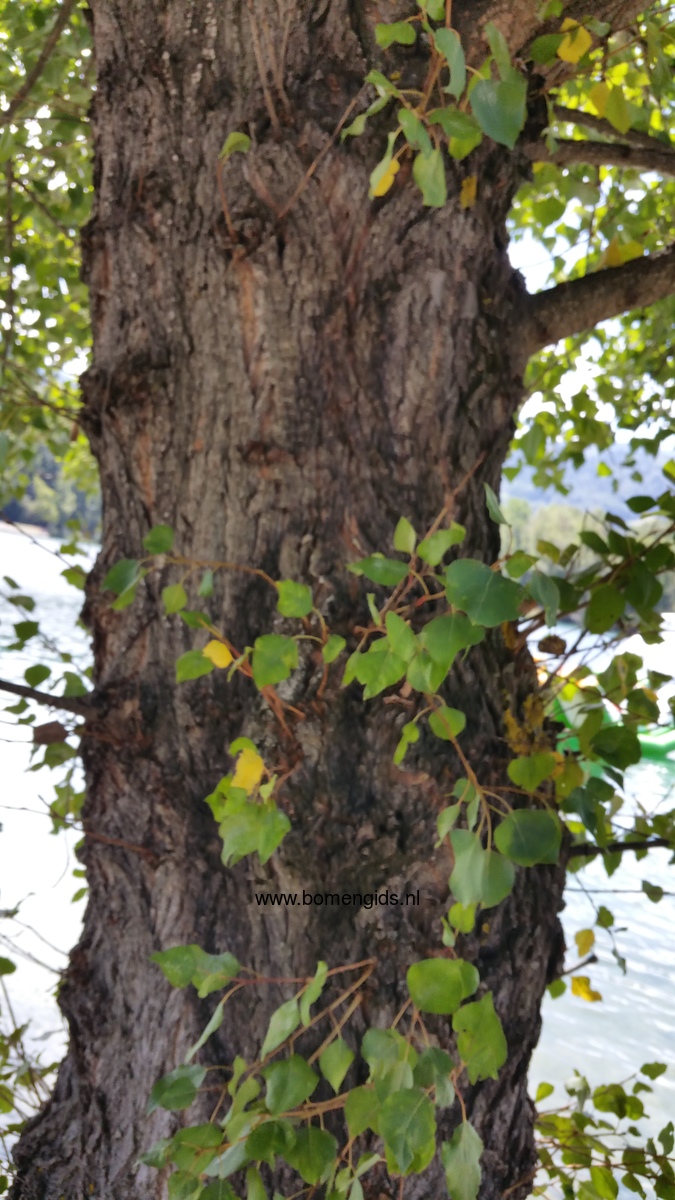 Boomsoorten die horen bij populierfamilie