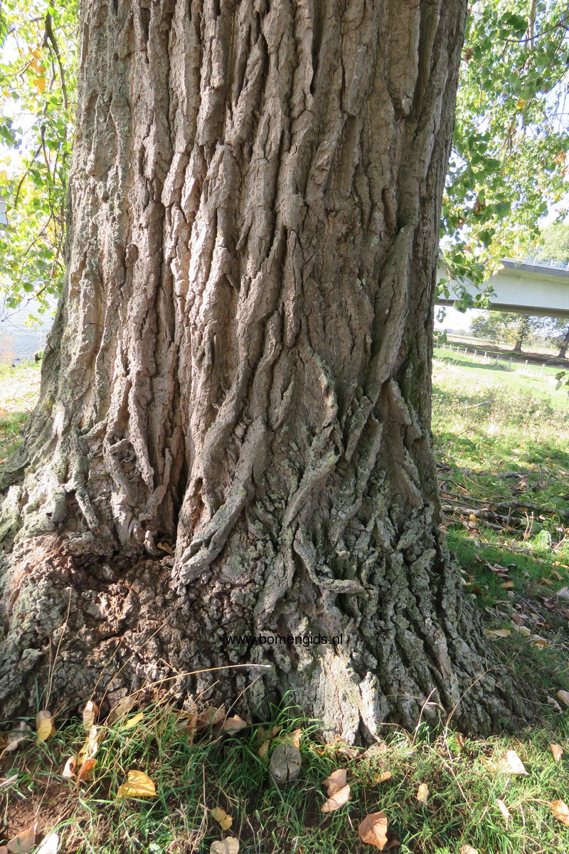 Herken de boomsoort NL: Zwarte populier; Latin: Populus nigra; UK ...