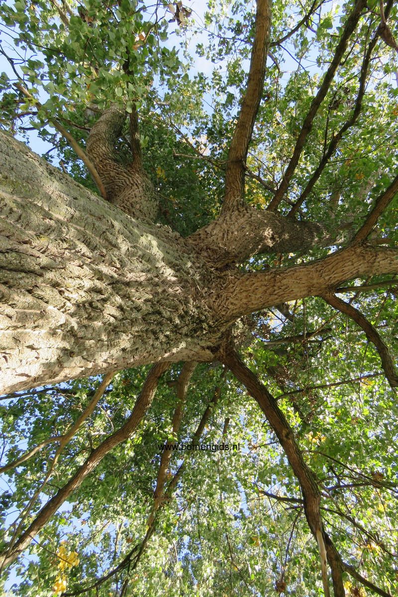 Herken de boomsoort NL: Zwarte populier; Latin: Populus nigra; UK ...