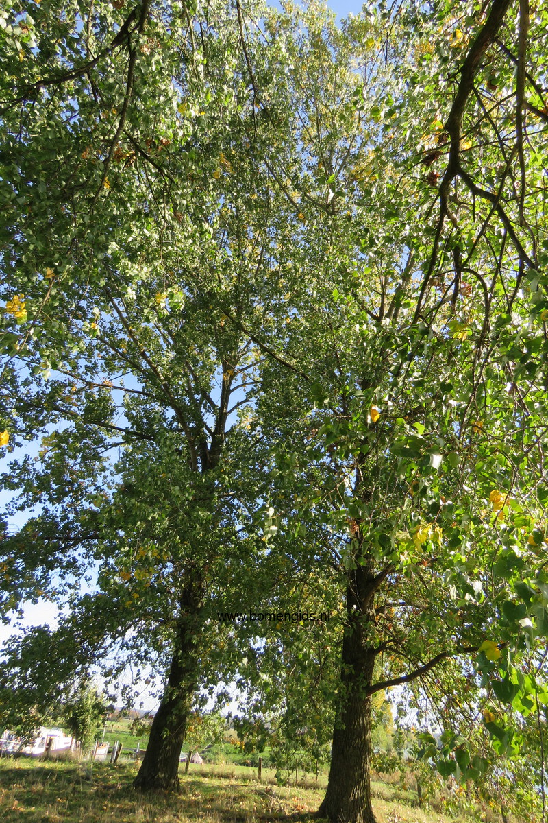 Herken de boomsoort NL: Zwarte populier; Latin: Populus nigra; UK ...