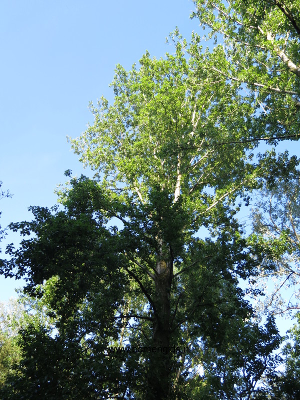 Herken de boomsoort NL: Zwarte populier; Latin: Populus nigra; UK ...
