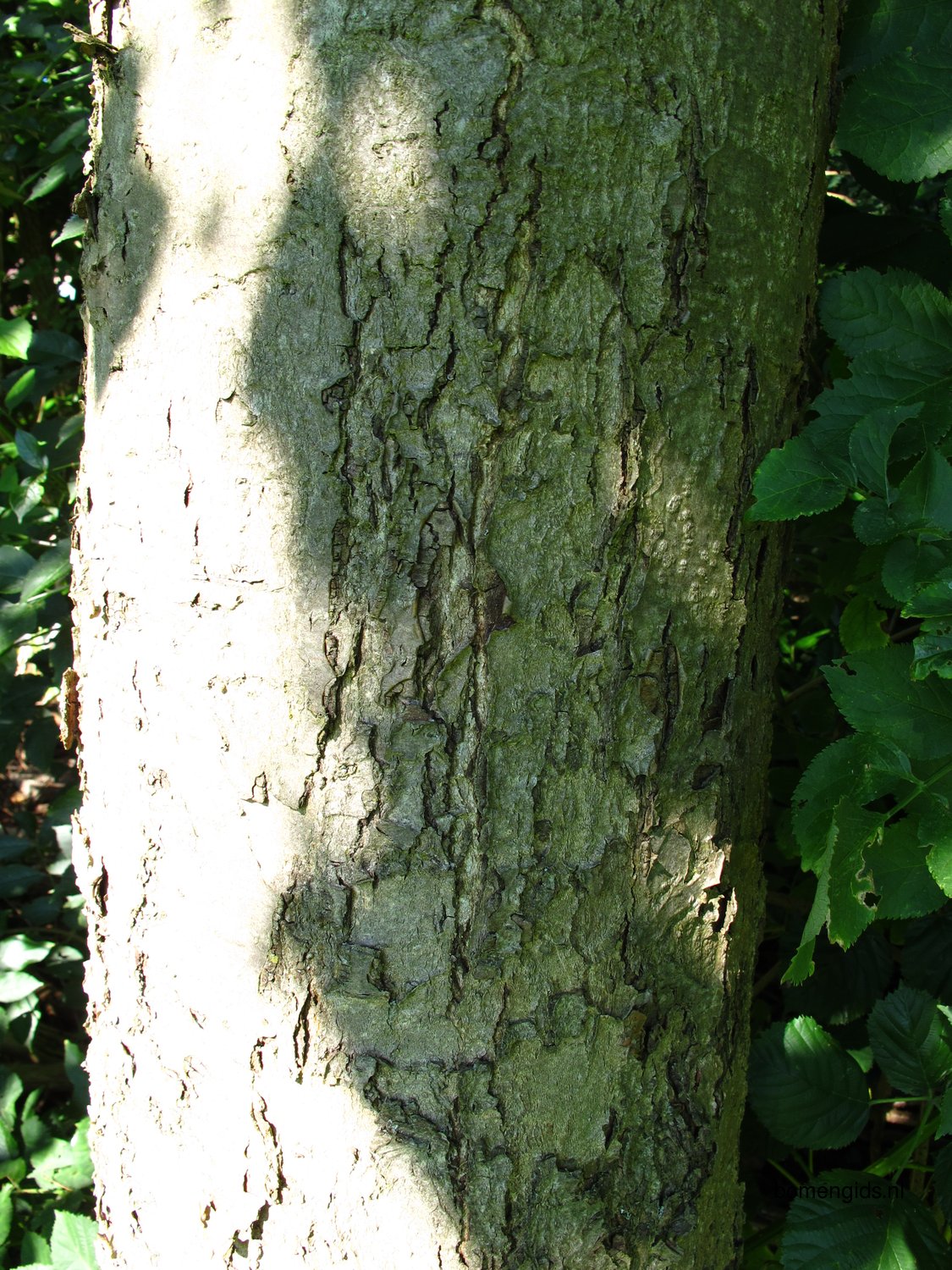 Herken de boomsoort NL: Zweedse meelbes; Latin: Sorbus intermedia; UK ...