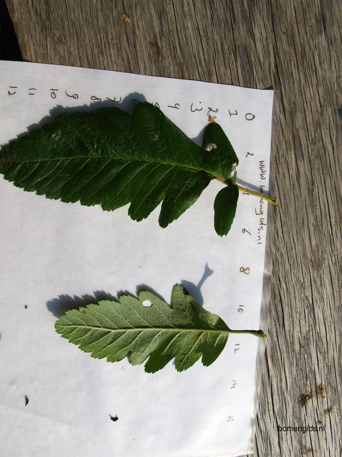Herken de boomsoort NL: Zweedse meelbes; Latin: Sorbus intermedia; UK ...