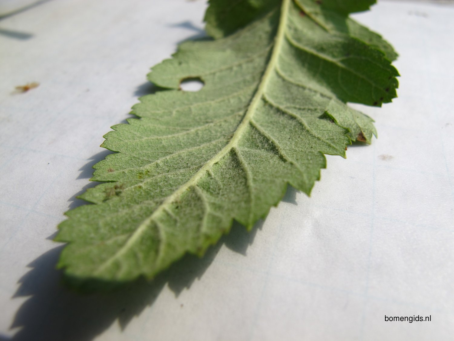 Herken de boomsoort NL: Zweedse meelbes; Latin: Sorbus intermedia; UK ...