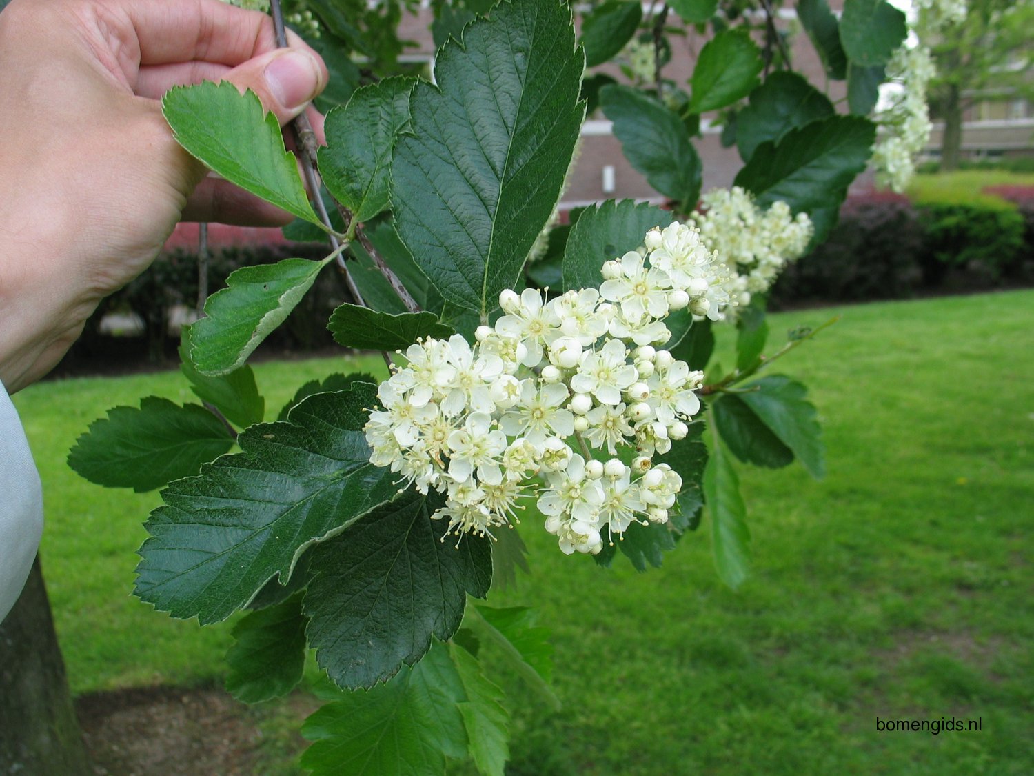 Herken de boomsoort NL: Zweedse meelbes; Latin: Sorbus intermedia; UK ...