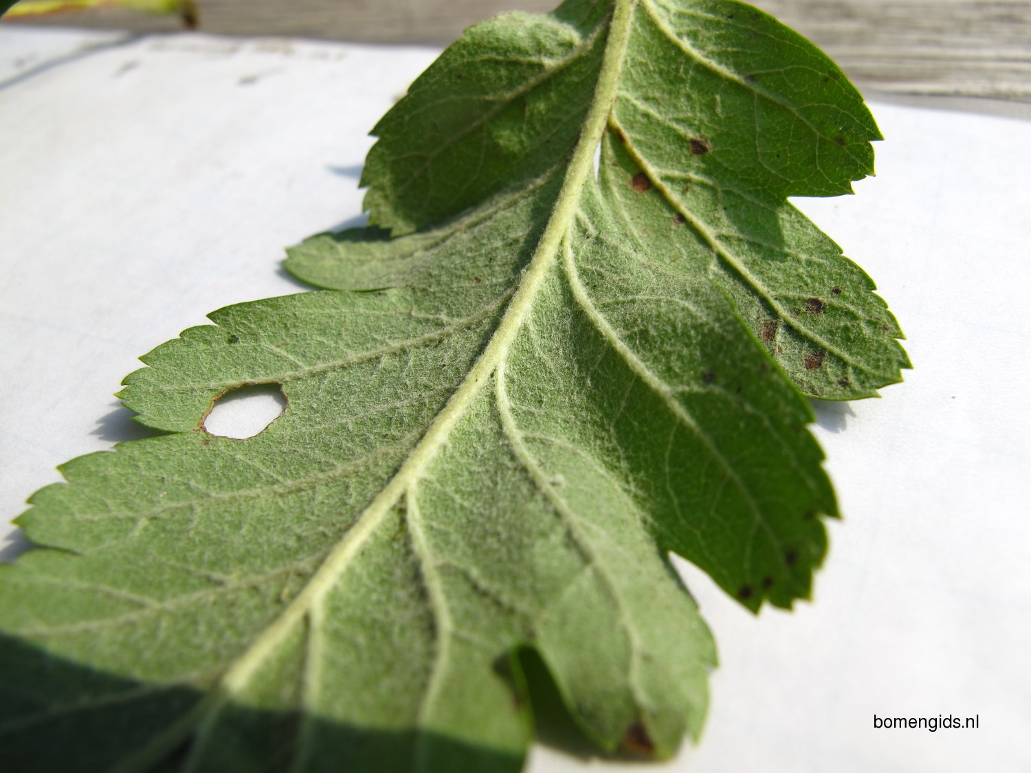 Herken de boomsoort NL: Zweedse meelbes; Latin: Sorbus intermedia; UK ...
