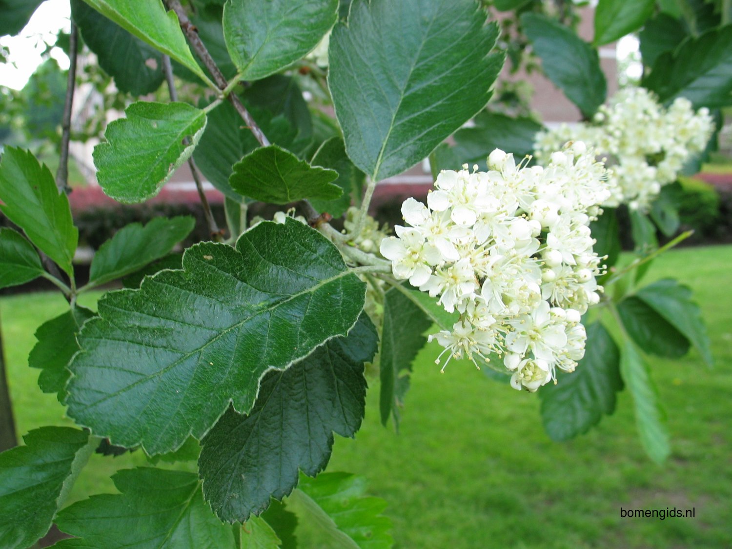 Herken de boomsoort NL: Zweedse meelbes; Latin: Sorbus intermedia; UK ...