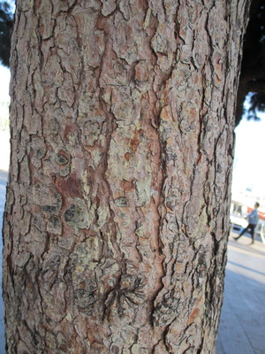 Bomengids == European Treeguide. Barcelona trees: Pictures and info of ...