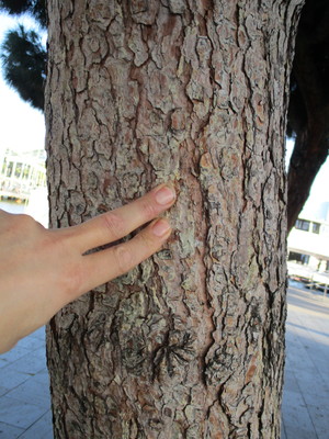 Bomengids == European Treeguide. Barcelona trees: Pictures and info of ...