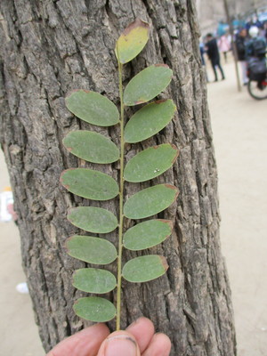 Bomengids == European Treeguide. Barcelona trees: Pictures and info of ...