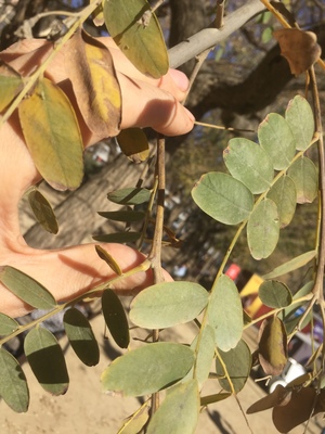 Bomengids == European Treeguide. Barcelona trees: Pictures and info of ...