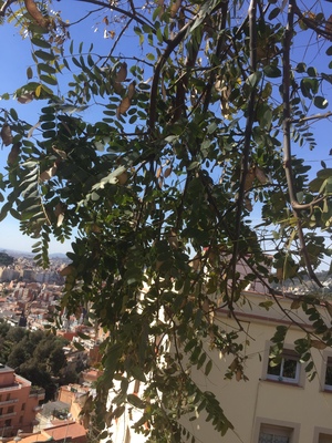 Bomengids == European Treeguide. Barcelona trees: Pictures and info of ...