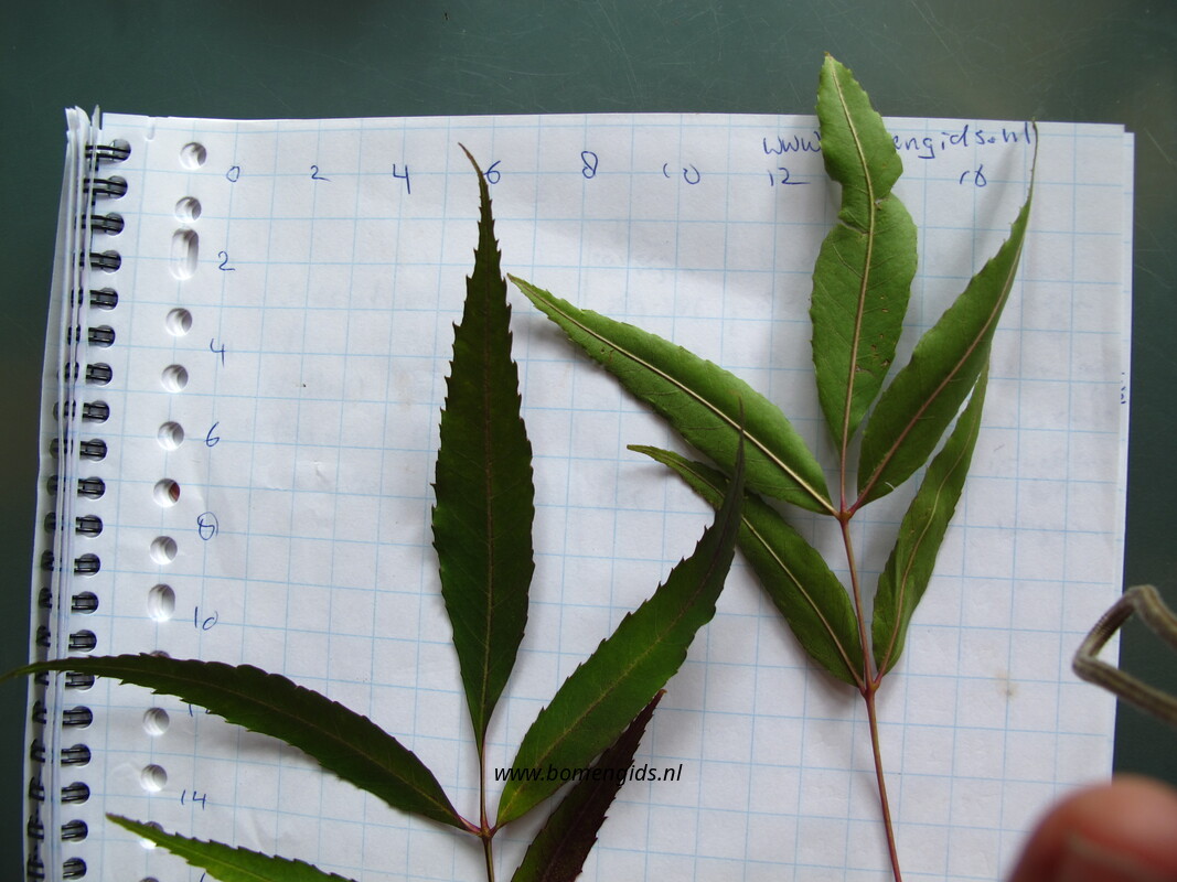 European treeguide Bomengids.nl featuring: Smalbladige_es | Narrow ...