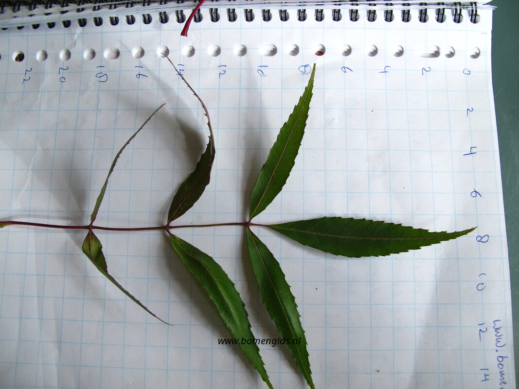 European treeguide Bomengids.nl featuring: Smalbladige_es | Narrow ...