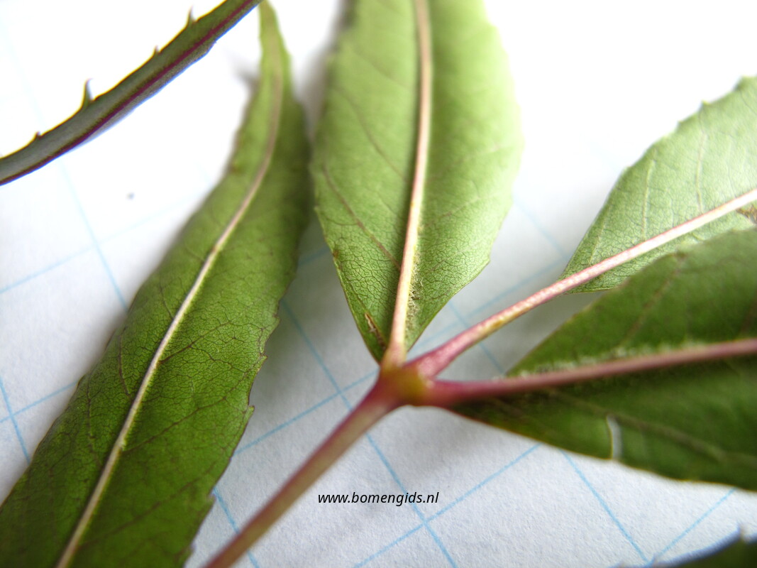 European treeguide Bomengids.nl featuring: Smalbladige_es | Narrow ...